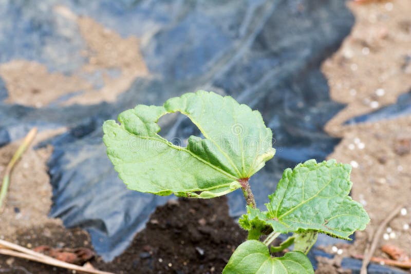Okura Plant Damaged by Insect Bite Stock Photo - Image of harvest ...