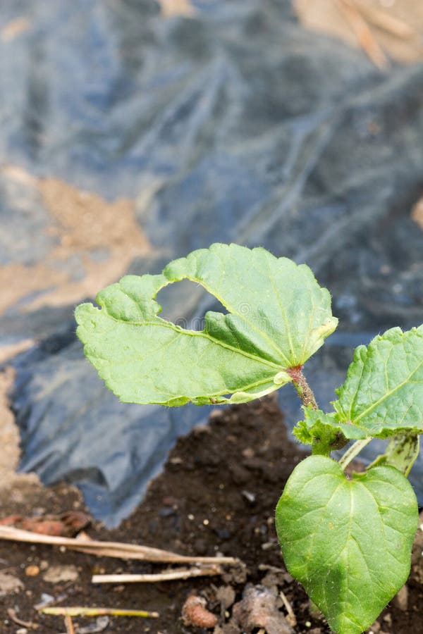 Insect Bite Scar on Green Tomato on Farm Stock Photo - Image of closeup ...