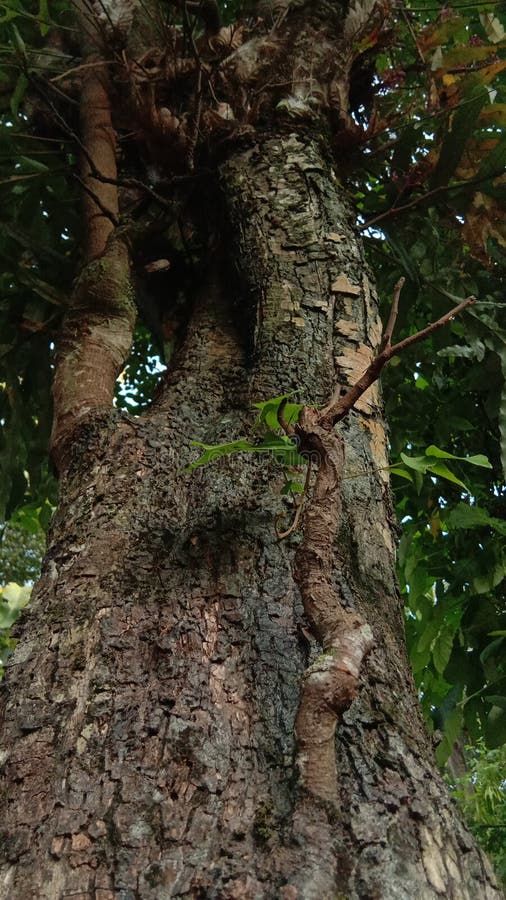 An ol star-fruit tree stock photo. Image of tree, starfruit - 218975772