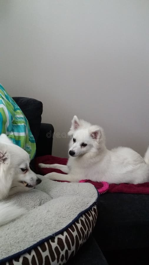 Olaf and Bella stock image. Image of olaf, eskimo, dogs - 58195691