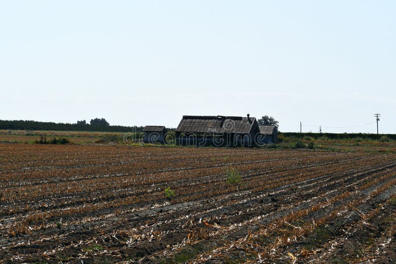 Old Abandoned Barn in Corn Fidel Stock Photo - Image of farm, clouds ...