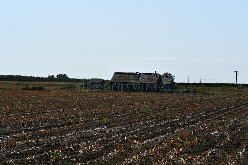 Old Abandoned Barn in Summer Stock Image - Image of tree, abandoned ...