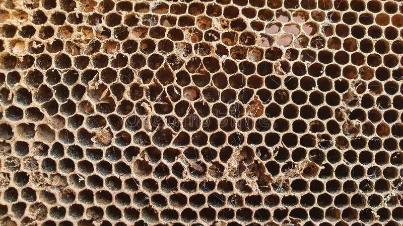 Old Abandoned Bee Honeycombs Stock Image - Image of cell, beeswax ...