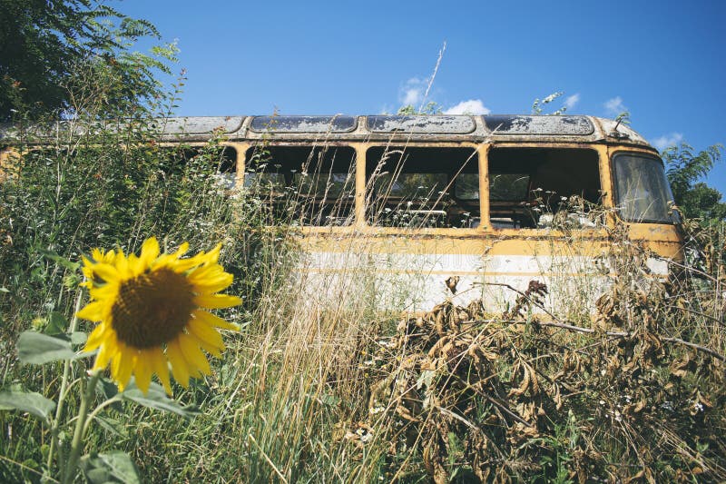 Old, Abandoned Buses in the Bushes. Broken Buses Graveyard of Old Buses ...