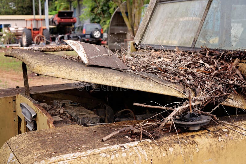 Old Abandoned Car Covered in Leaves Stock Image - Image of mechanical ...