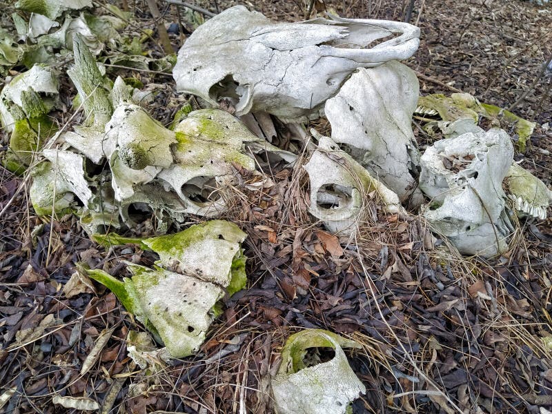 841 Abandoned Cattle Photos - Free & Royalty-Free Stock Photos from ...