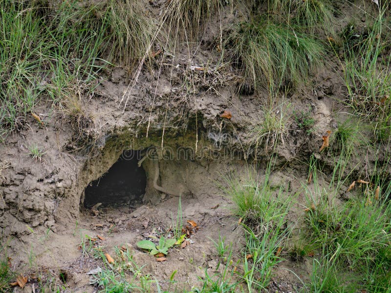 An Old Abandoned Deep Den of Some Animal, in the Park Stock Photo ...