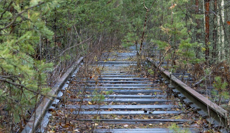 Old Abandoned Railway Tracks Overgrown with Trees Stock Image - Image ...