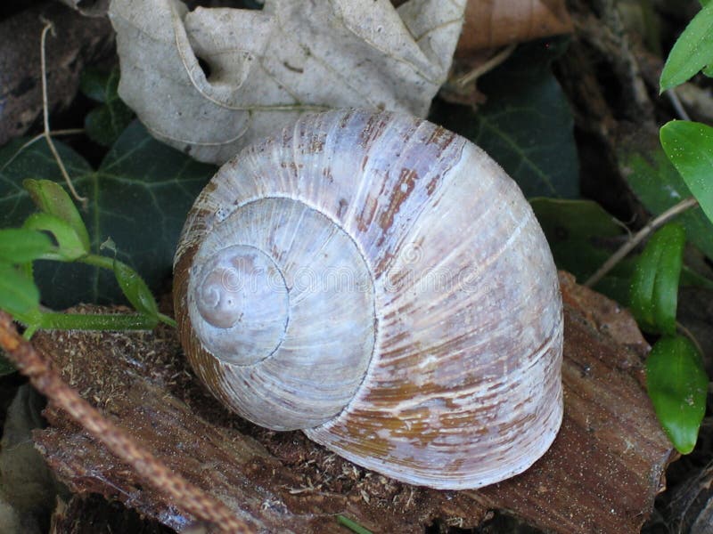 An Old Abandoned Snail Shell. Stock Image - Image of seafood, leaf ...