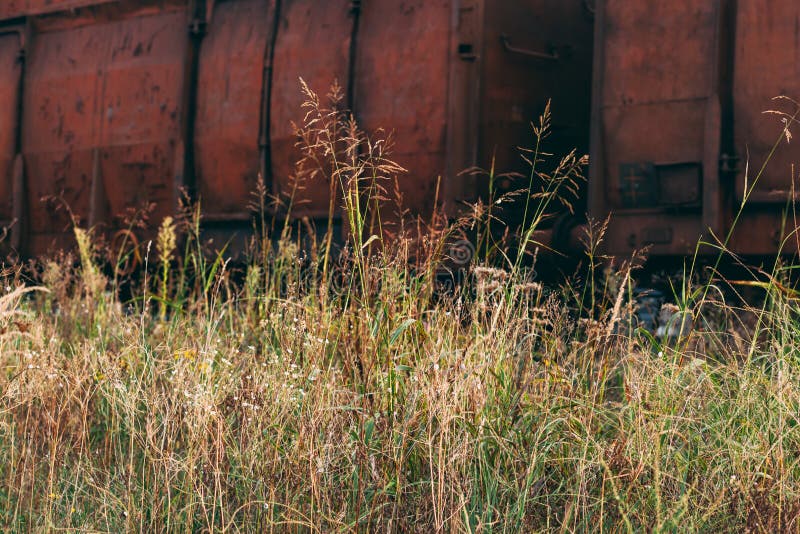Old Abandoned Train, Red from Rust, Hidden in Field Stock Image - Image ...