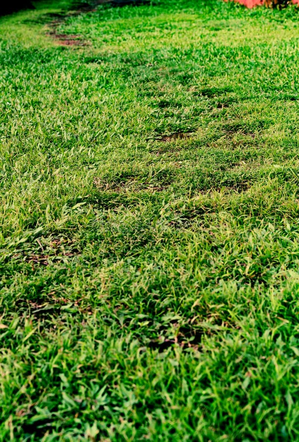 An Old Abandoned Village Path Lined with Overgrown with Grass Stock ...