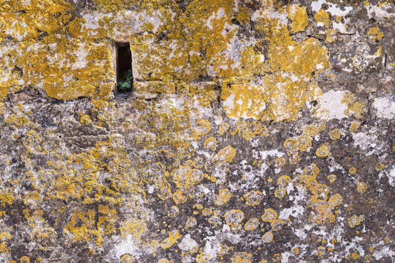 Old Decayed Stone Wall with Red Leaves Stock Photo - Image of leaves ...