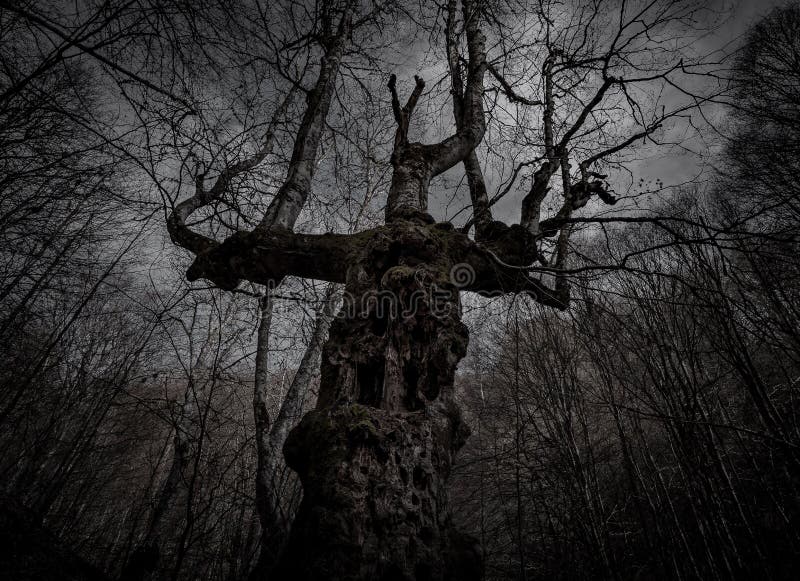 Old Abstract Tree in a Creepy Forest Stock Photo - Image of stem ...