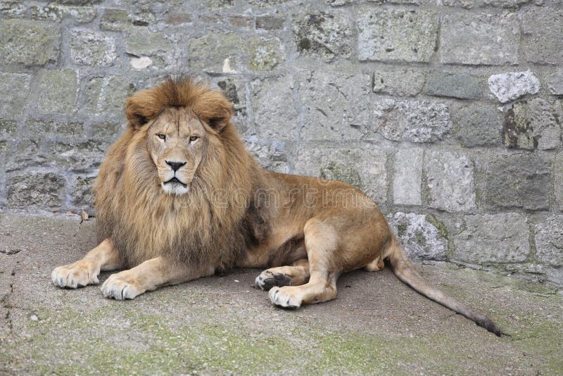 Old African Lion Resting and Looking into the Unknown Stock Image ...