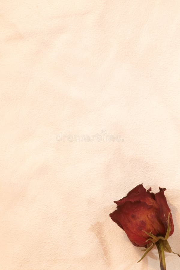 Old aged red rose stock image. Image of antique, rose - 3776545