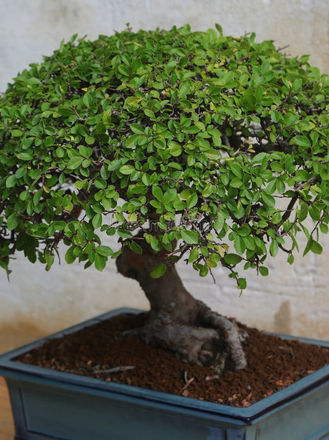 Old Age Bonsai Tree with Very Small Green Leaves Inside the Pot Stock ...