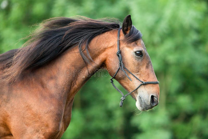 Old Aged Horse with Grey Hair in Face Stock Image - Image of mare ...