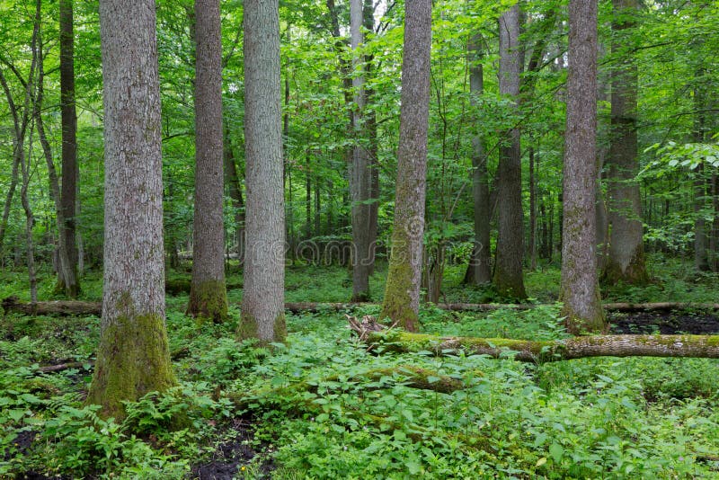 Old Alder Trees of Bialowieza Forest Stock Image - Image of huge ...
