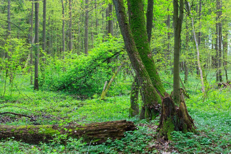 Old alder trees in spring stock photo. Image of forest - 84142998