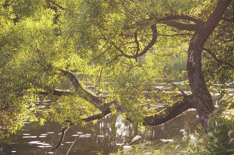 Old Almond Willow (Salix Triandra) Stock Image - Image of summer ...