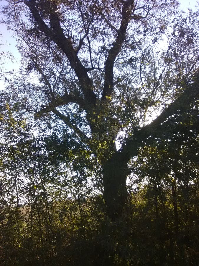 Old walnut tree stock image. Image of walnut, tree - 164136311