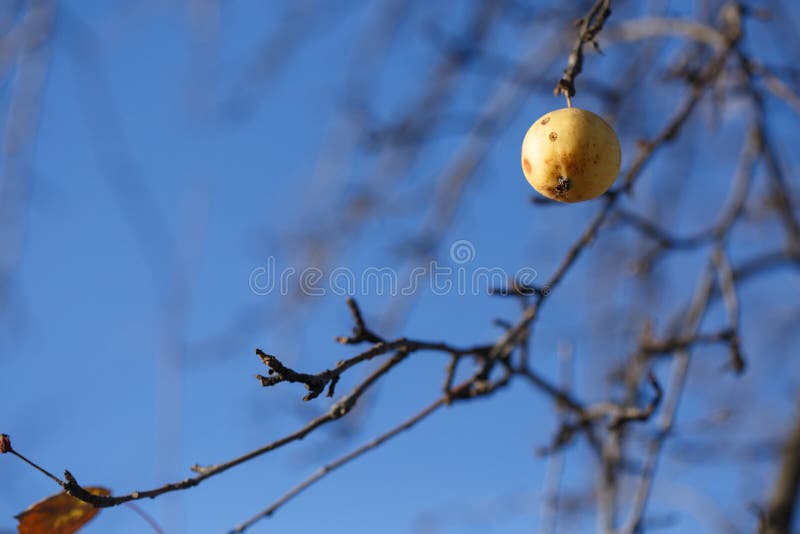 Alone Apple on a Branch without Leaves. Autumn Concept Stock Photo ...