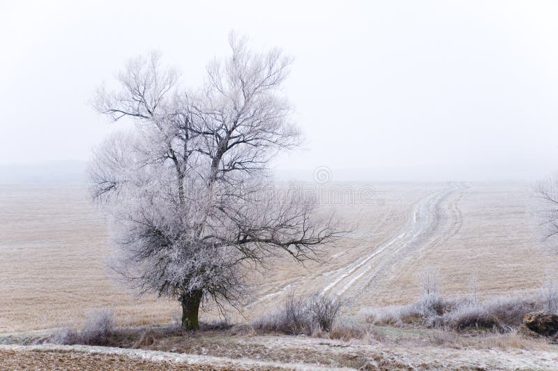 Old Alone Tree with the Road Stock Photo - Image of countryside ...