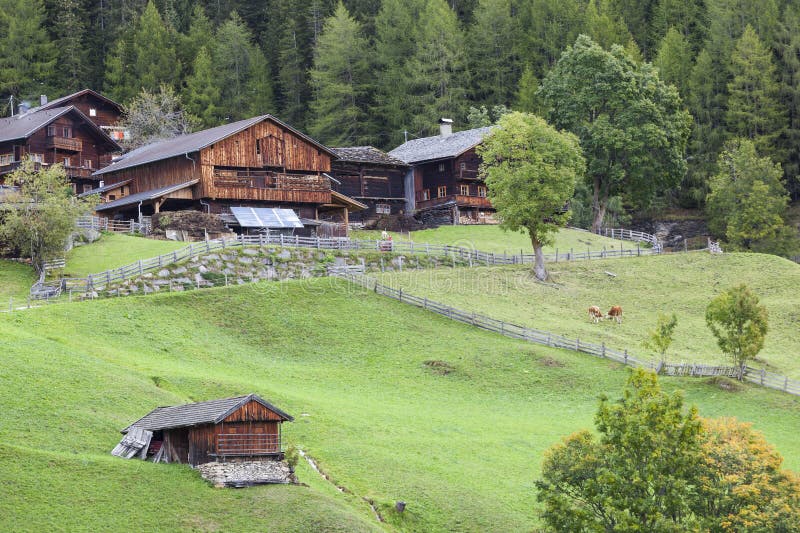 Cows on medow stock photo. Image of pastures, meadows - 22194506