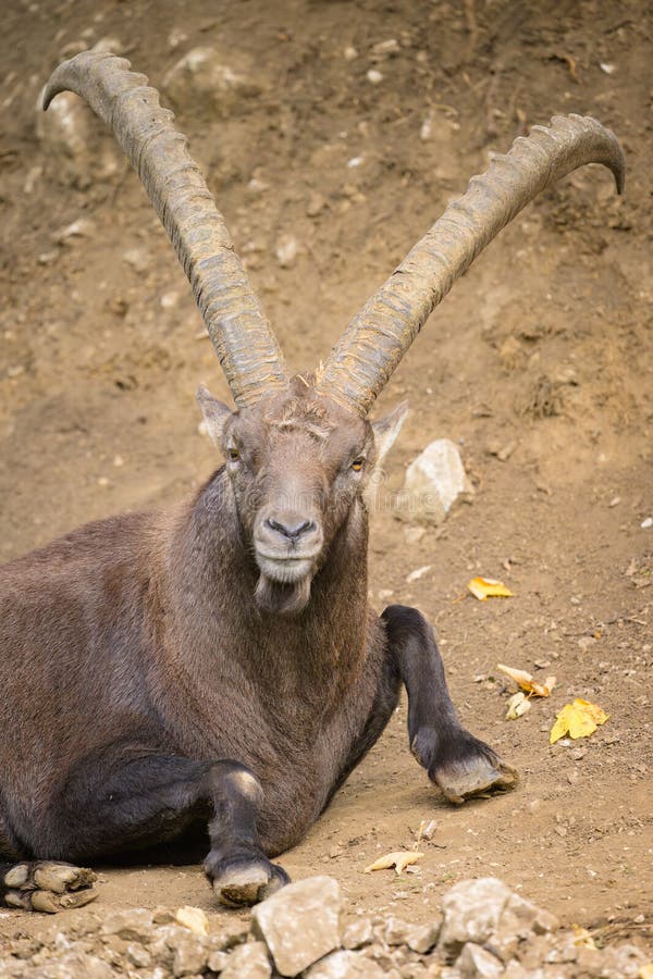 An Old Alpine Ibex Resting on the Ground Stock Image - Image of wild ...