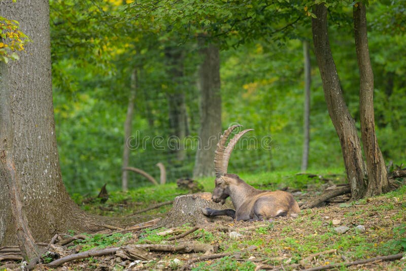 An Old Alpine Ibex Resting on the Ground Stock Photo - Image of summer ...