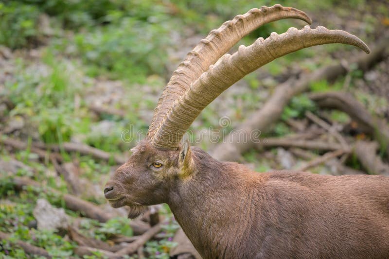 An Old Alpine Ibex Resting on the Ground Stock Photo - Image of fauna ...