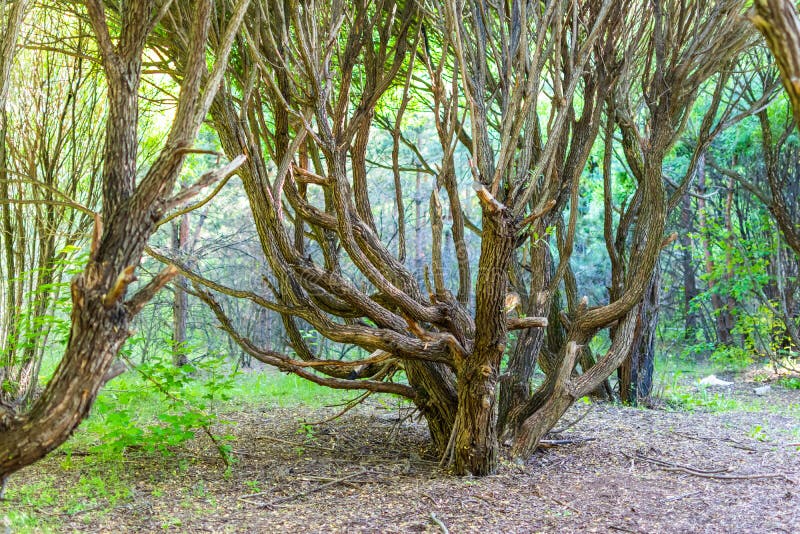 Amazing Tree with Crooked Branches in the Old Forest Stock Photo ...