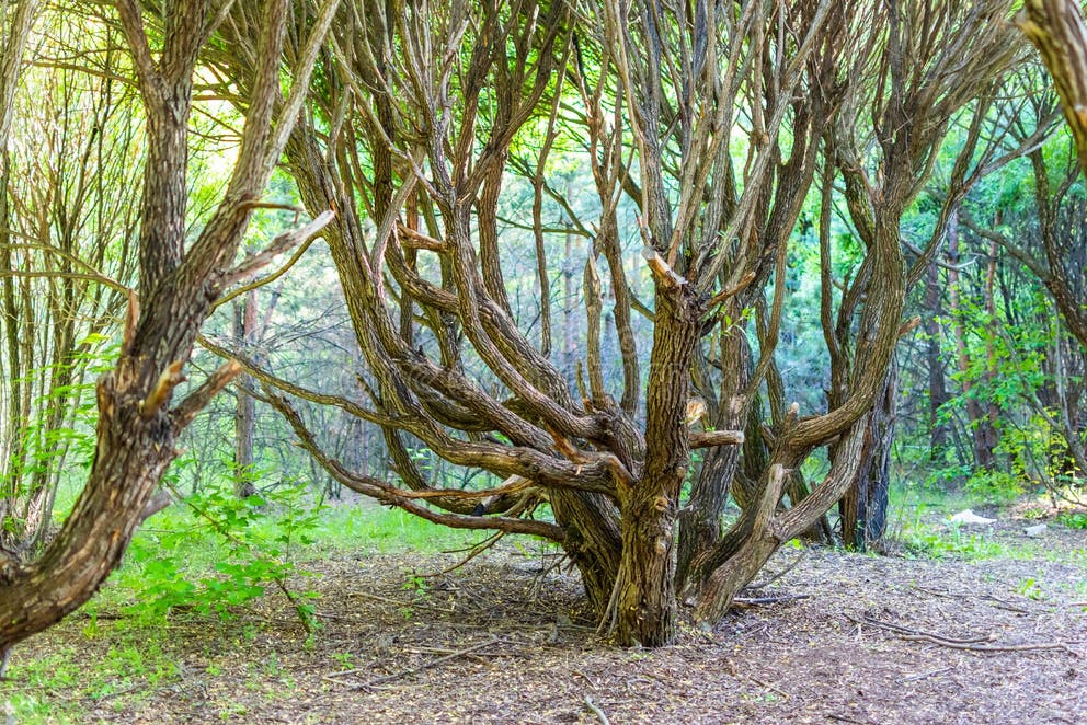 Amazing Tree with Crooked Branches in the Old Forest Stock Photo ...