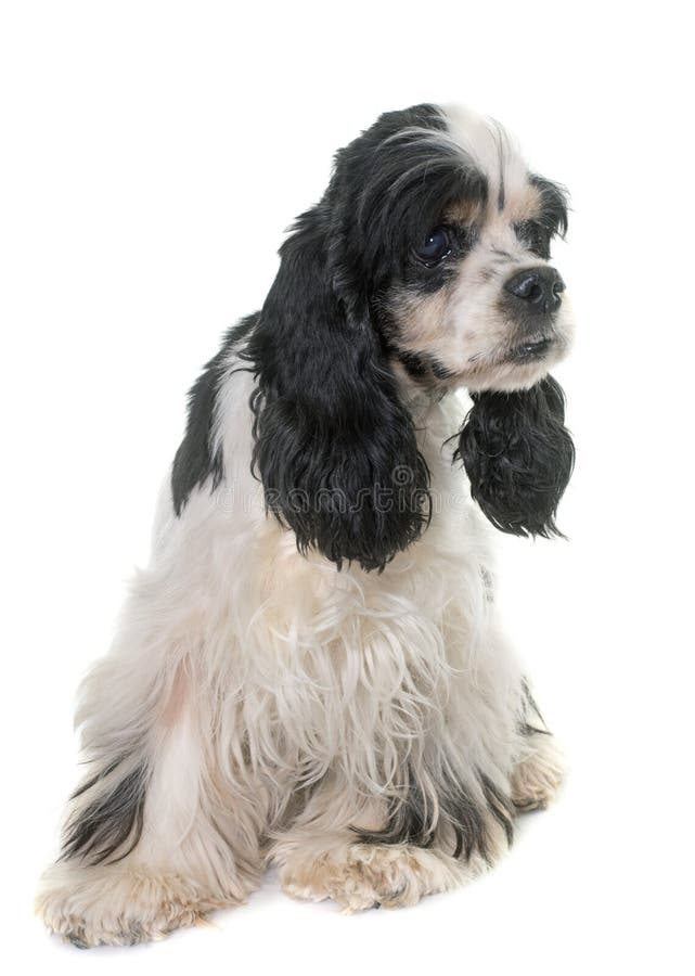 Old american cocker stock photo. Image of american, spaniel - 73545770