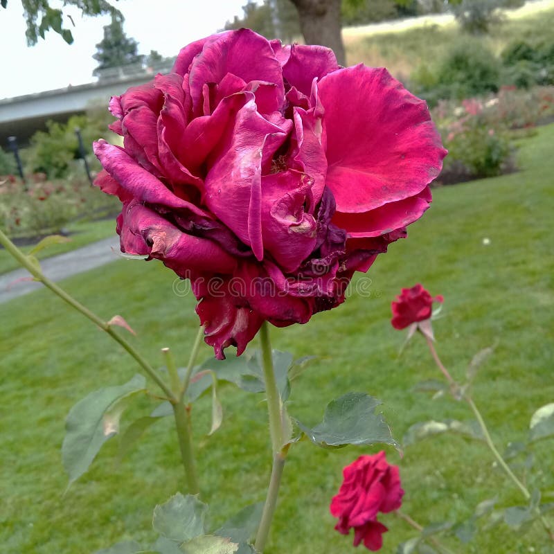 American spirit stock image. Image of road, freedom, clouds - 25501445
