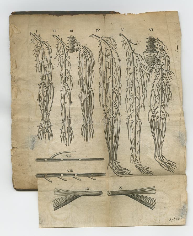 Old Anatomy Journale. an Old Anatomy Book with Its Pages on Display ...