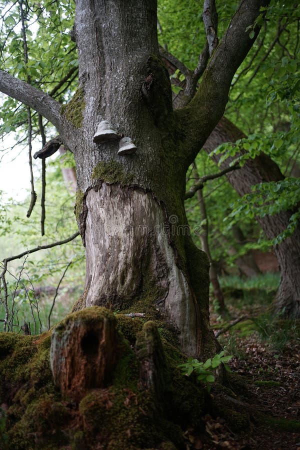 Old Ancient Moss Grown Alder Tree with Polypore and Feeding Damage at ...