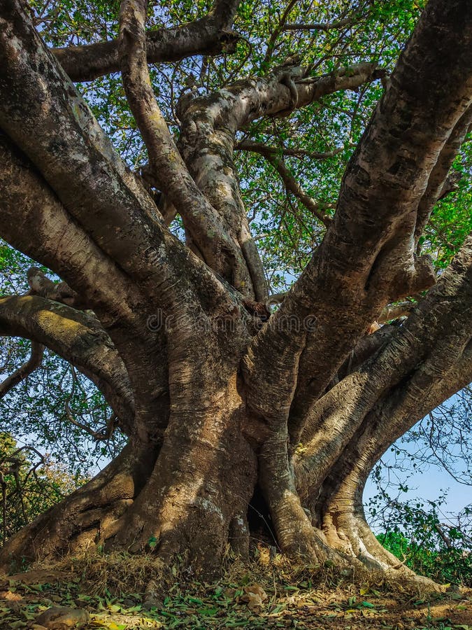Old Ancient and Scary Tree with Its Large Trunk Stock Image - Image of ...