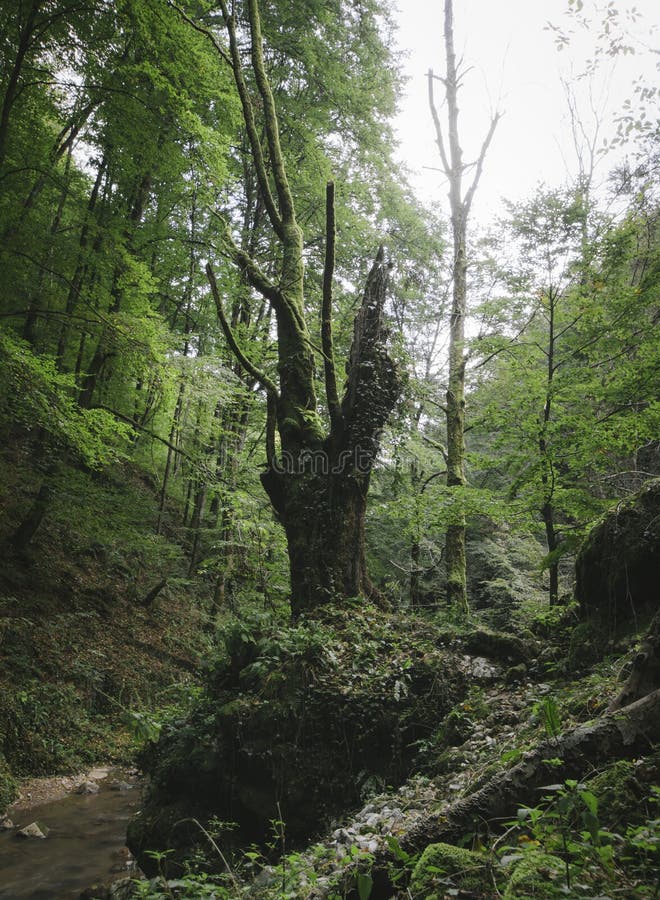 Tree in green jungle stock image. Image of magic, branch - 38353323