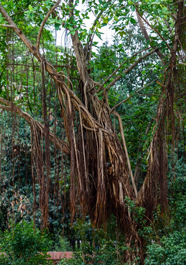 Old Ancient Tree with Long Roots Stock Image - Image of tree, branch ...