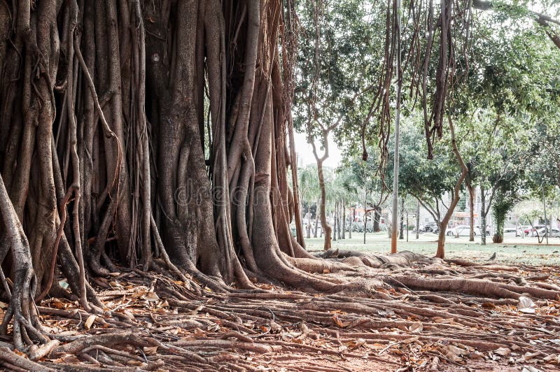 Old Ancient Tree with Long Roots Stock Photo - Image of ancient, root ...