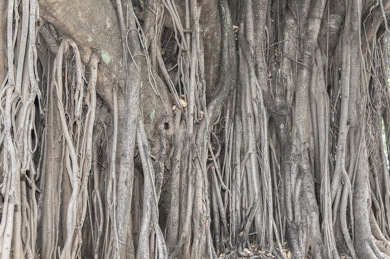 Old Ancient Tree with Long Roots that Start at the Top of the Branches ...
