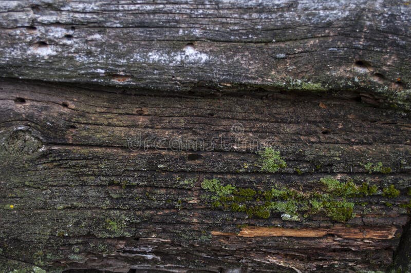 Old Ancient Wooden Bars with Moss Texture Stock Image - Image of ...