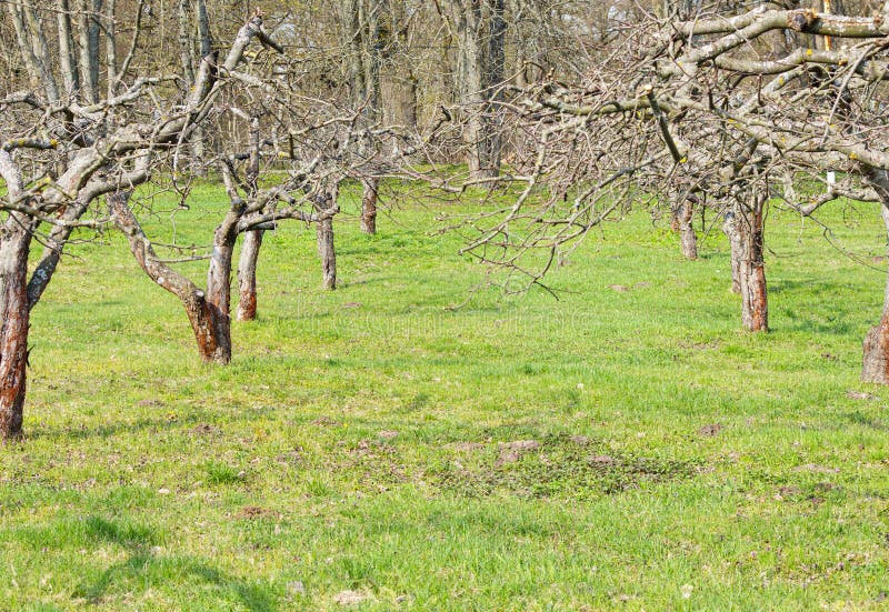 Old Apple Orchard. Orchard Blur with Soft Light for Background. Stock ...