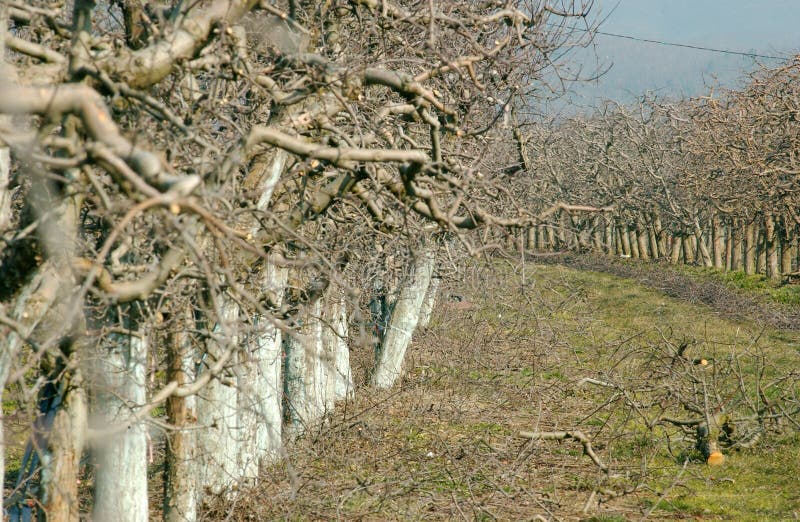 Old apple orchard stock image. Image of gardener, farming - 51437391