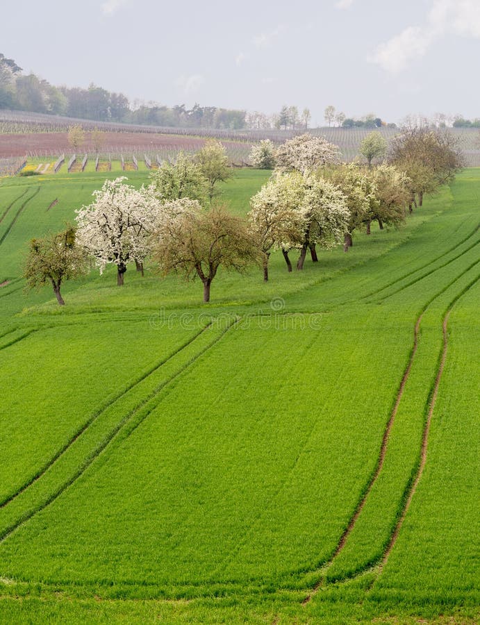 Old Apple Orchard by Vines in Castell Germany Stock Photo - Image of ...