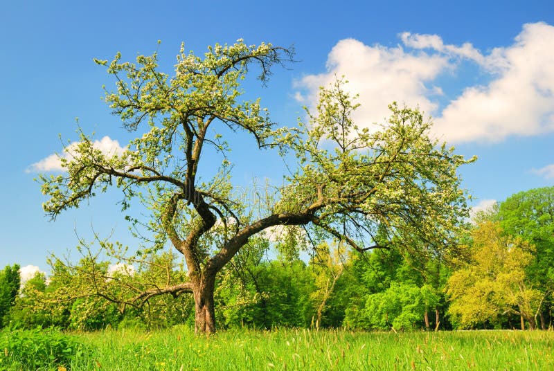 Old Apple Tree in Bloom in Spring Season Stock Photo - Image of flower ...