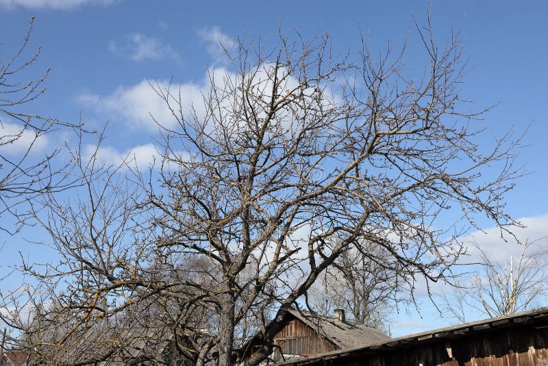 Old Apple Tree without Leaves in Early Spring Stock Photo - Image of ...