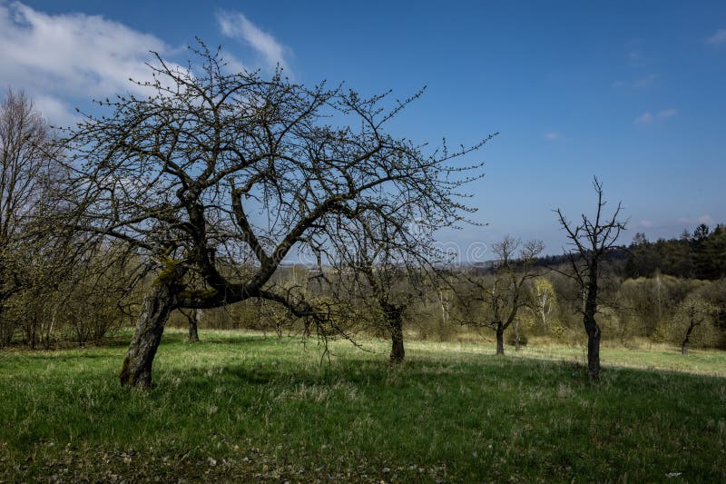 Old Apple Tree Orchard in Early Springtime. Stock Image - Image of ...