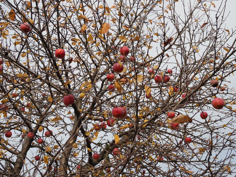 An Old Apple Tree with Overripe, Forgotten Apples in Autumn, without ...